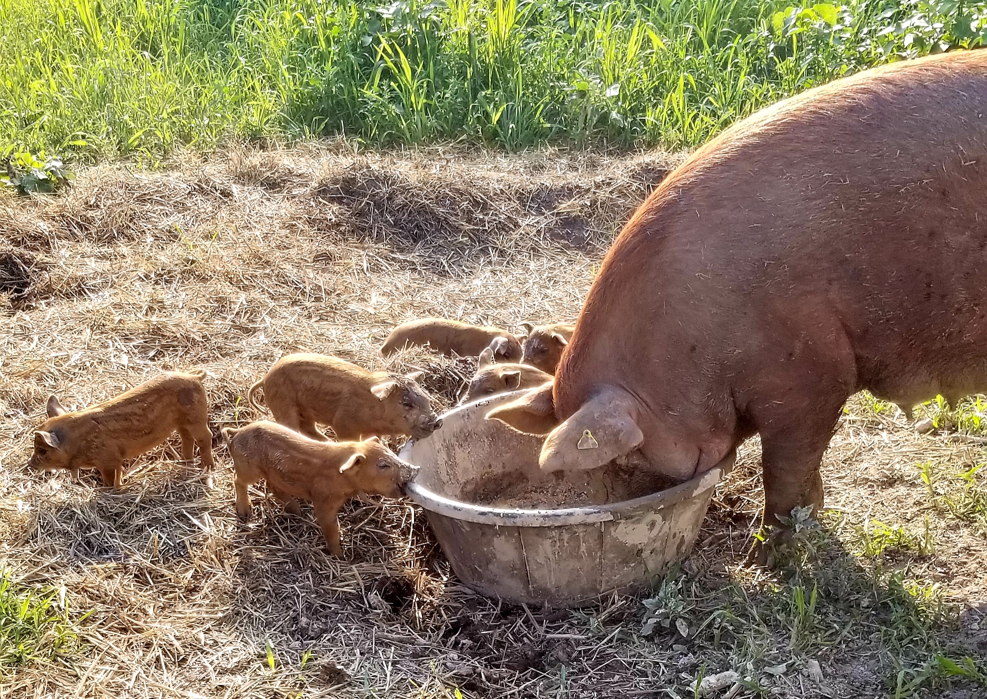 Feeding Your Pigs - Small Scale Pig Farming