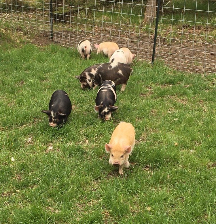 Starting Out - Small Scale Pig Farming