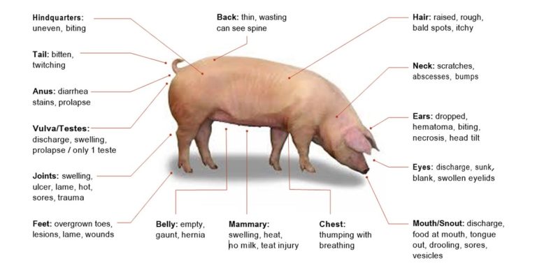 Pig Health & Well-Being - Small Scale Pig Farming