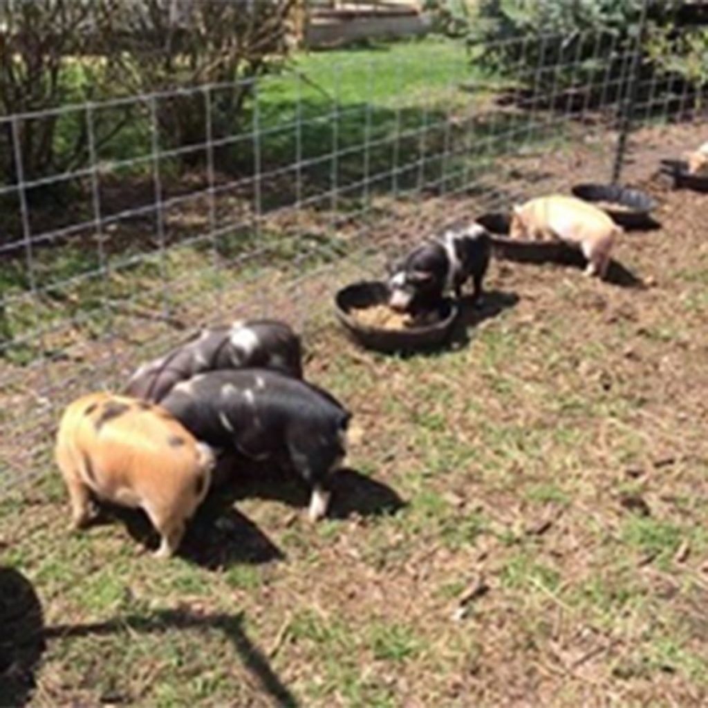 Fencing - Small Scale Pig Farming