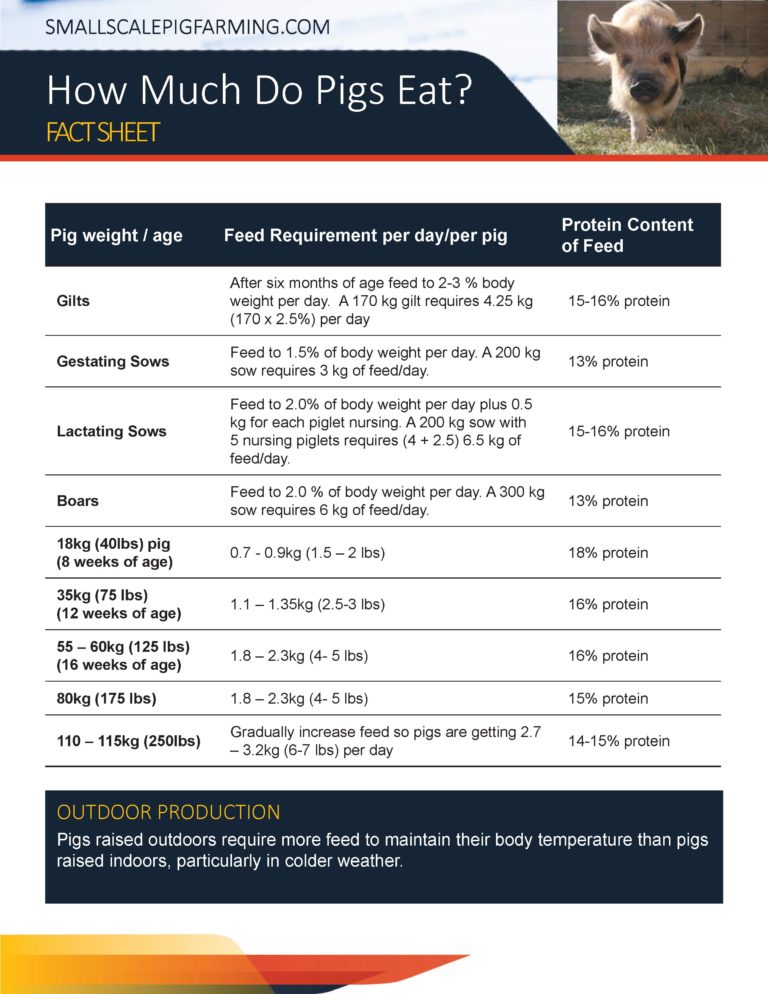 Feeding Your Pigs - Small Scale Pig Farming