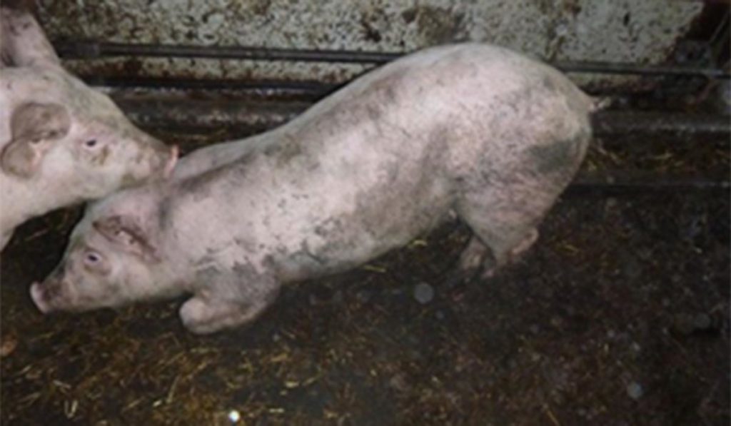 Disease Prevention - Small Scale Pig Farming