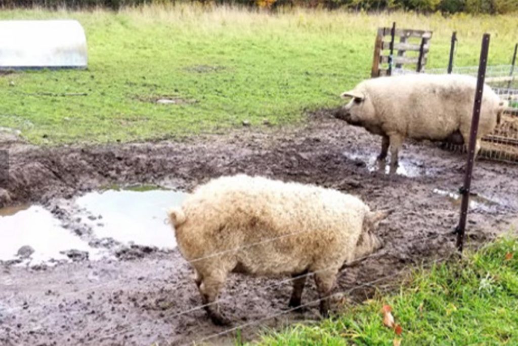 Raising Pigs on Pasture - Small Scale Pig Farming