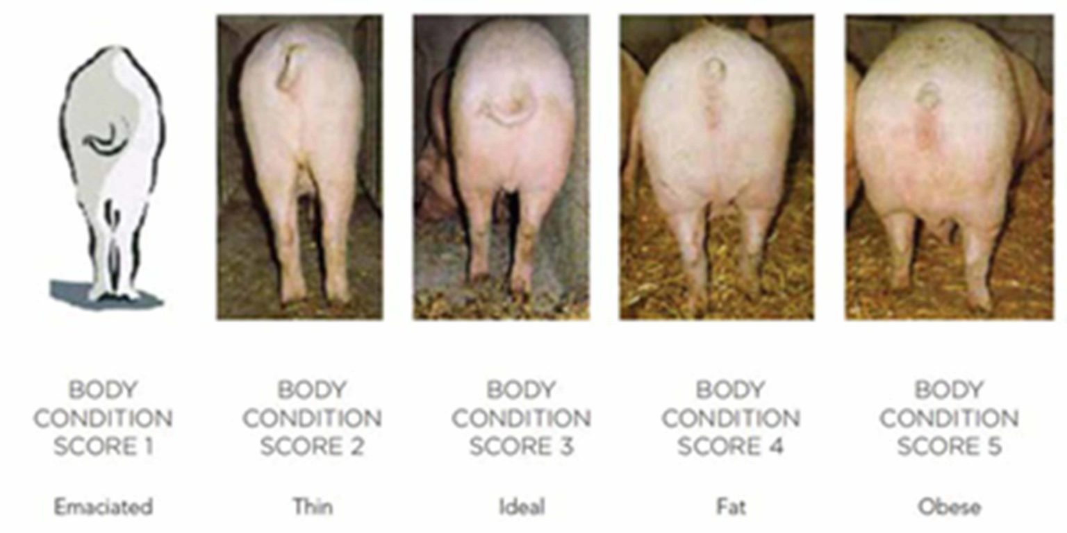 Breeding & Gestation - Small Scale Pig Farming