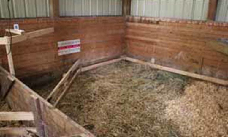Farrowing - Small Scale Pig Farming