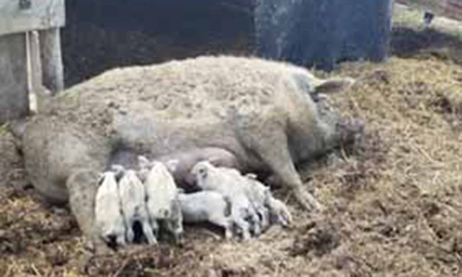 Farrowing - Small Scale Pig Farming