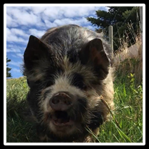 Water - Small Scale Pig Farming