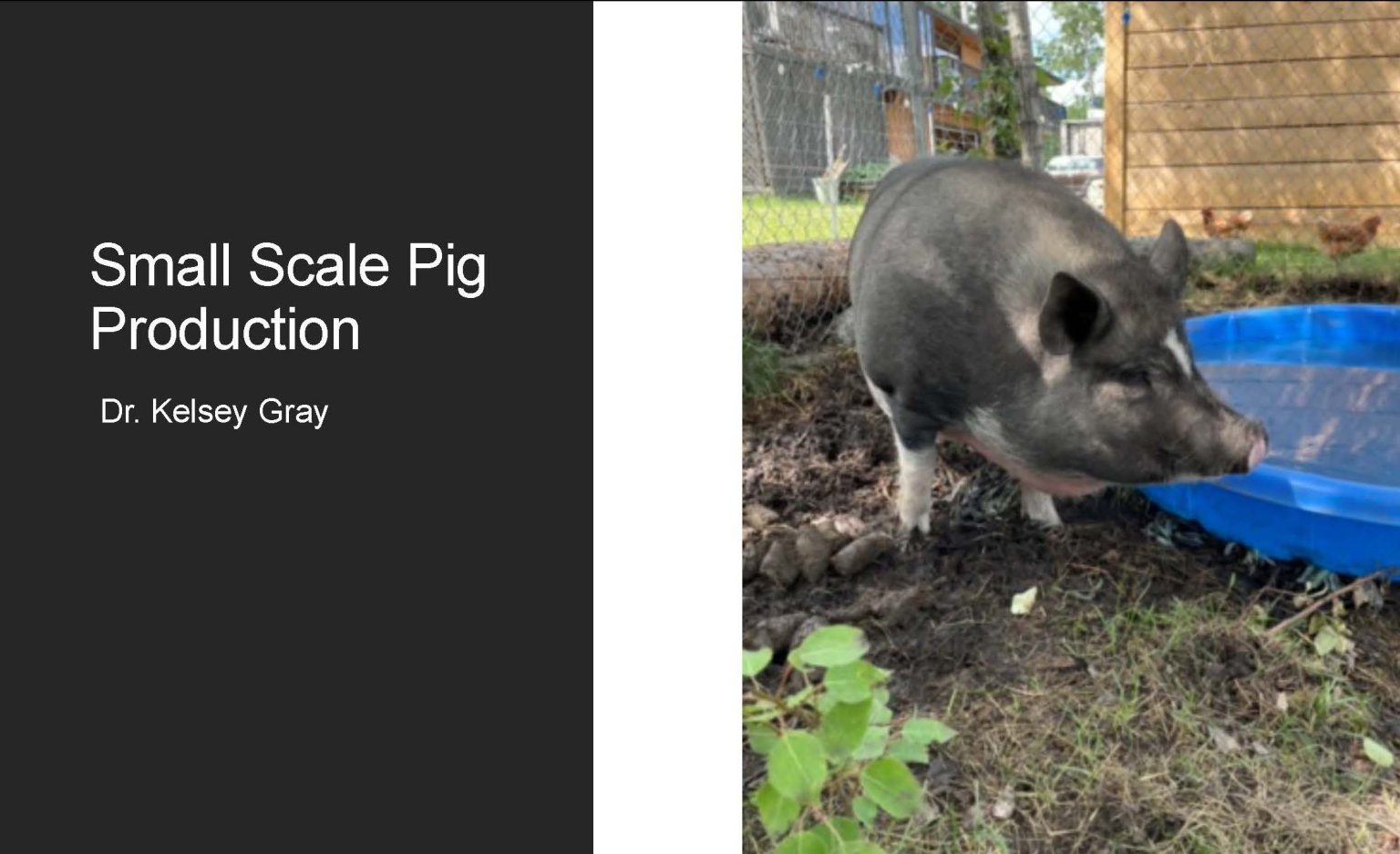 Videos - Small Scale Pig Farming