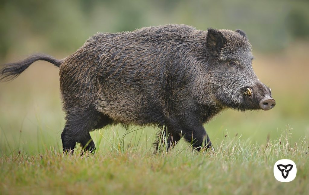 Eurasian Wild Boar - Small Scale Pig Farming